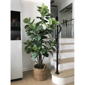 Tale of Two Fiddle Leaf Fig Trees - Blogs by Aria