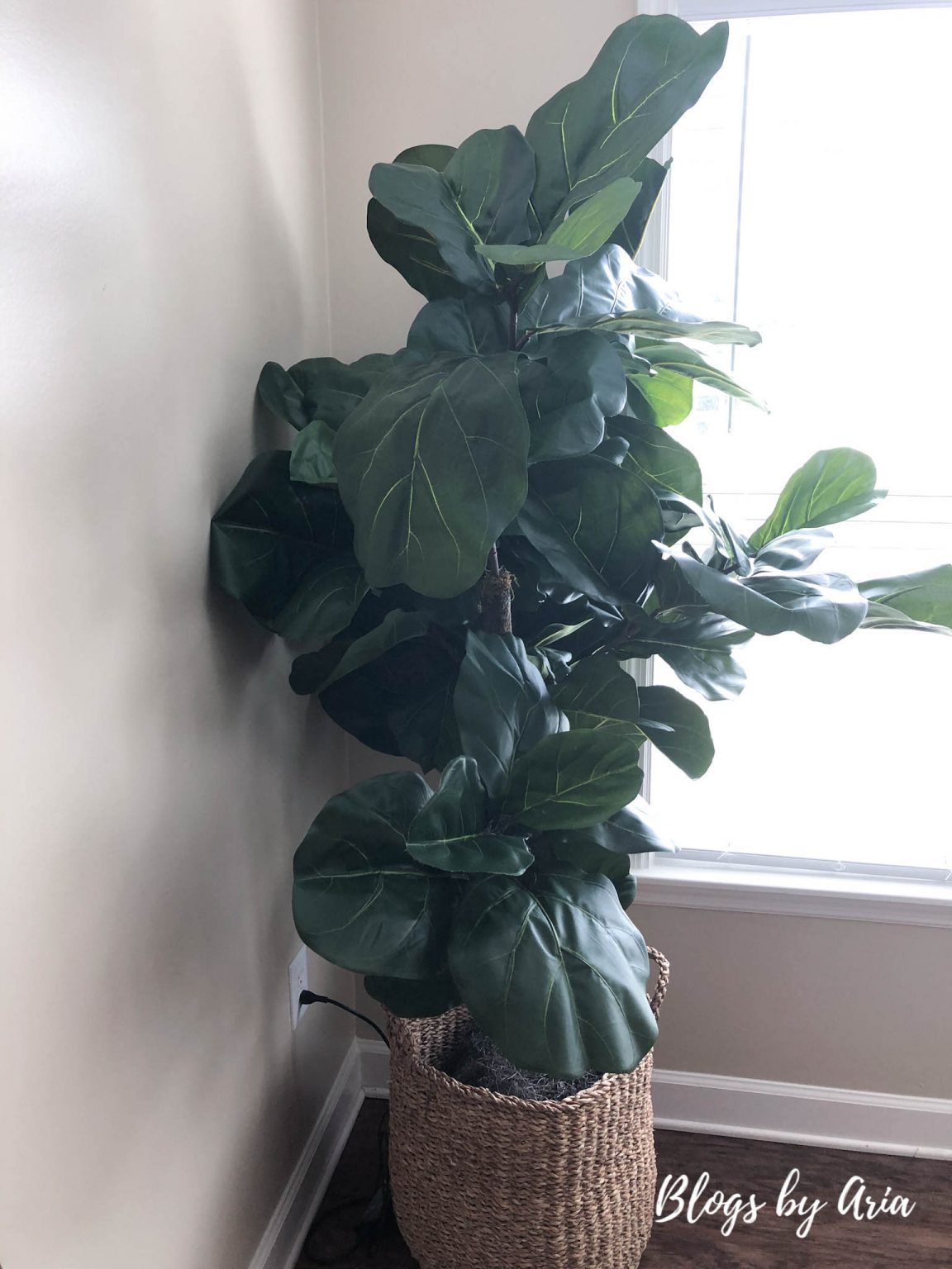 Tale of Two Fiddle Leaf Fig Trees - Blogs by Aria